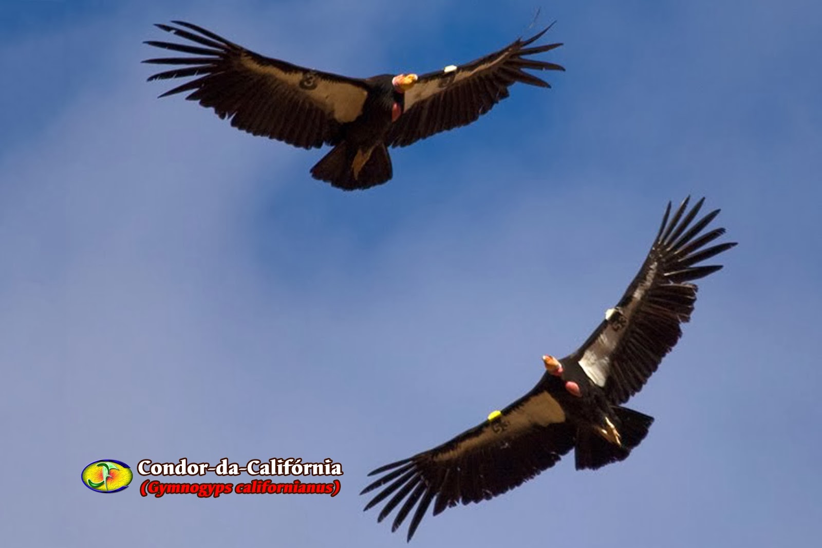 ORNITOLOGIA: Condor-da-California (Gymnogyps californianus)